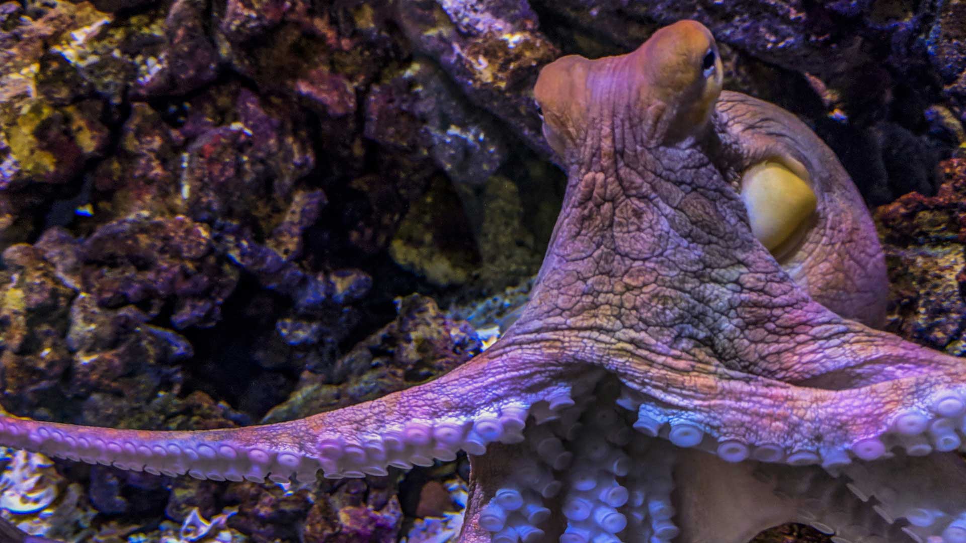 Trivia for May - Wild Sea Life - 48° North