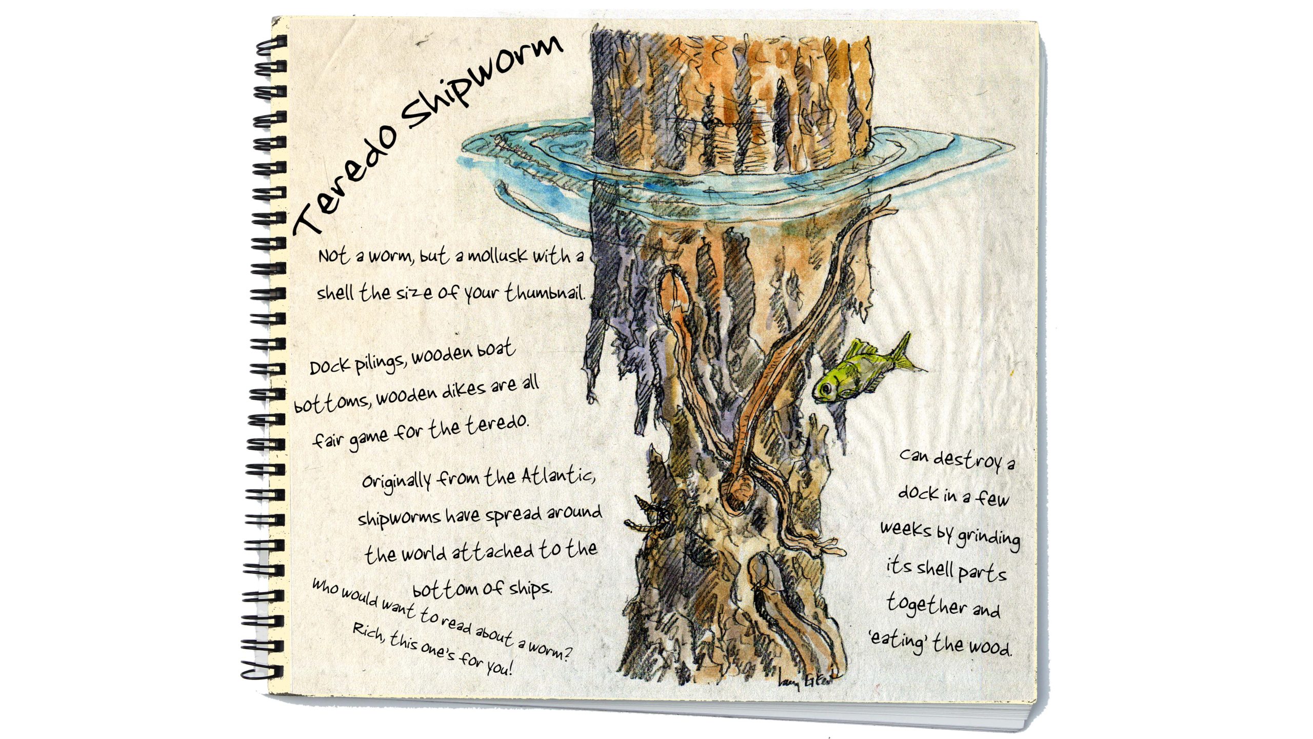 Artist's View: Teredo Shipworm - 48° North