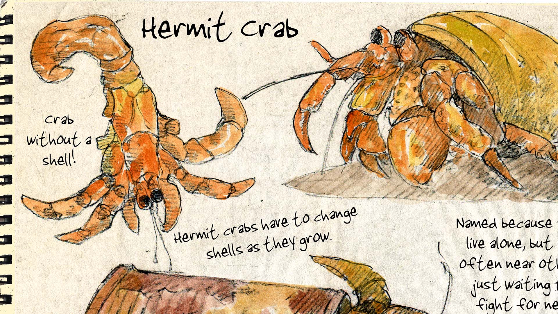 Artist's View: Hermit Crab - 48° North